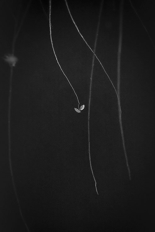Shulan Wang # China # Dream Solo Dance - Blank Wall Gallery